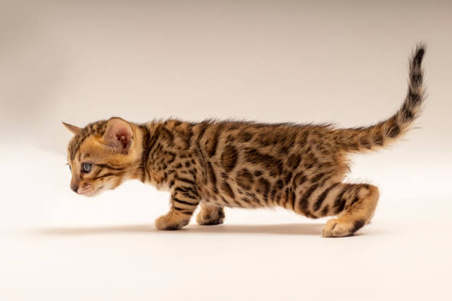 ジェネッタはどんな猫か詳しく紹介!ジェネッタの性格や特徴|moffme